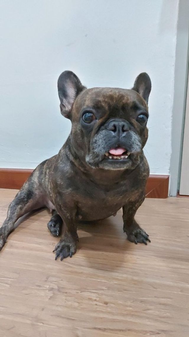 Pet Grooming in Suria inanam, Kota Kinabalu | Basic Grooming ...