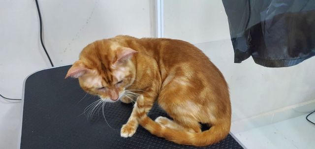 Pet Daycare in Near Lavender at Jal, Paya Lebar | Cat Bnb | PetBacker ...