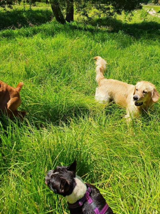 Dog Walking in Leeukoppie Road, Cape Town | Jd Collab Dog Walking ...