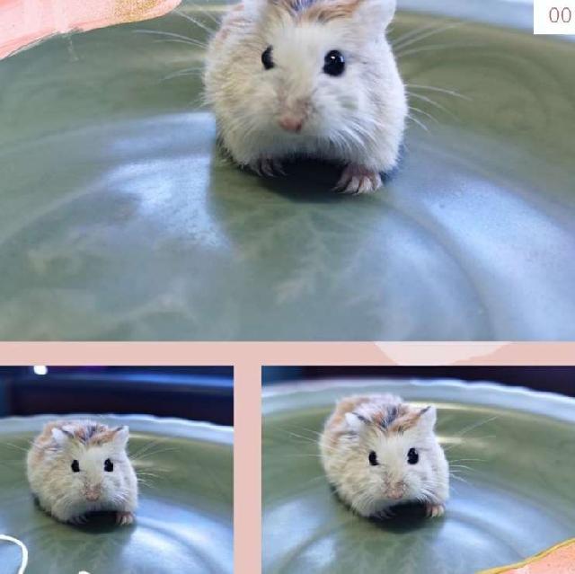 Pet Sitter in petaling jaya, Petaling Jaya | Lingzi Hamster Sweet Boarding | PetBacker Selangor