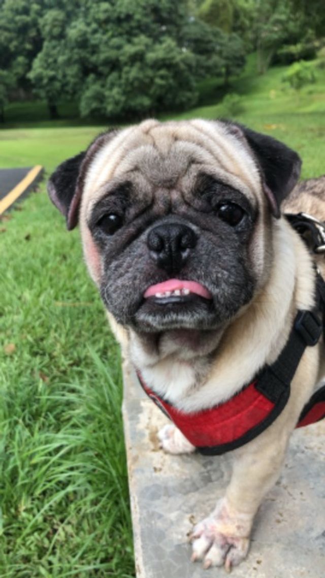 Dog Walking in El Cangrejo, Bella V, Panamá | Panamá Dog Walker ...