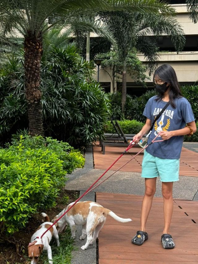 Dog Walking in *****, *****street , Manila | Waggin' And Paths ...