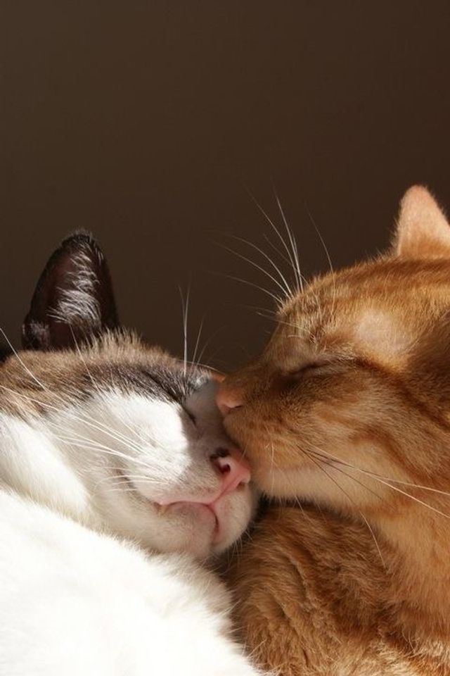 MascotaGuardería para mascotas en Πειραιας , Πειραιάς | Mina’s Pet ...