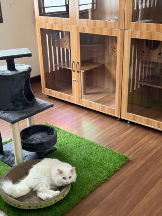 Pet Hotel Home Pet Boarding in Jalan Setia Perdana, Shah Alam | Kai ...