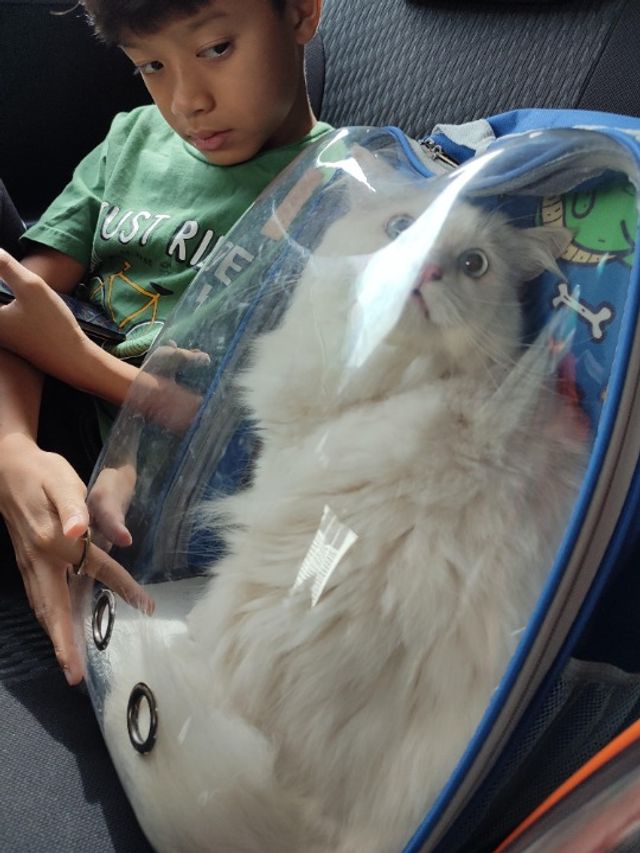Pet Taxi Transport in Putrajaya,Cyberjaya,, Putrajaya | Ayin Cat Taxi ...