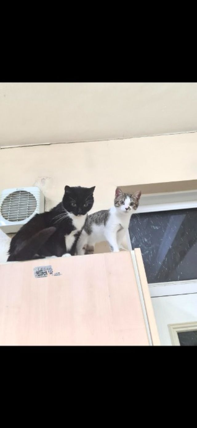 Pet Boarding in Waterloo Mount, Pudsey | Noonoo's Pet Nursing ...