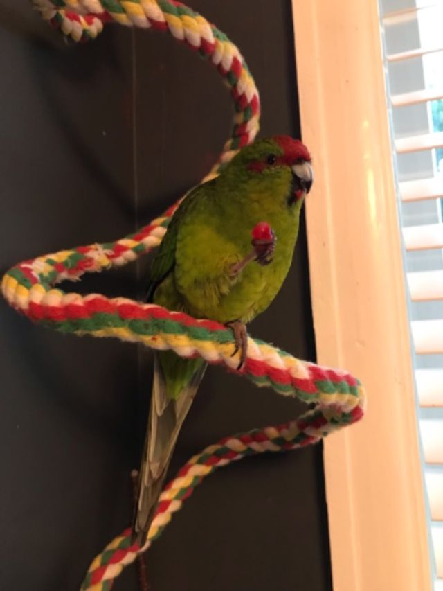 Bird boarding near me store