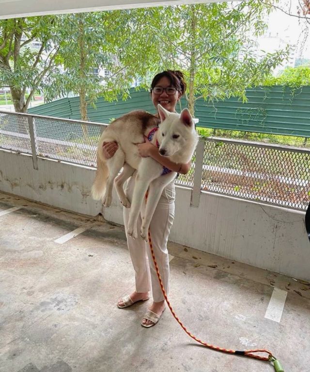 Pet Sitter in Serangoon | Boda Pet Sitting Service | PetBacker Singapore