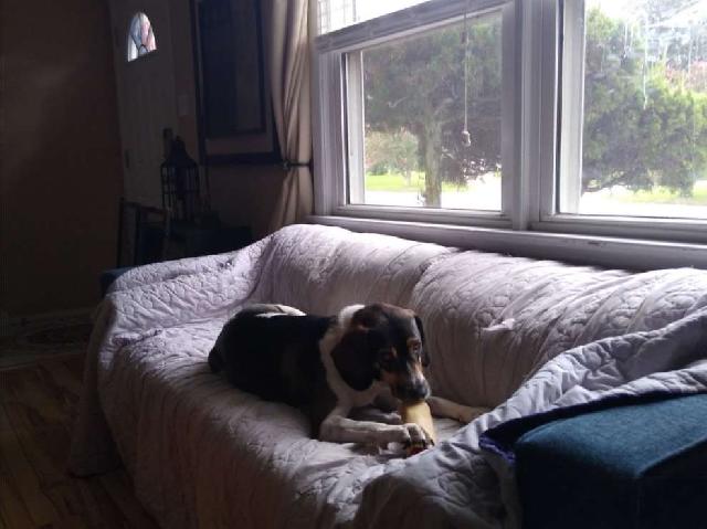 Norfolk, Virgina Tier Tier Pension Hotel in Norfolk | PetBacker | Dappy ...