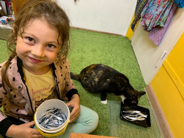 Mascota Alojamiento en casa en Santa Ana, Río Oro | Santa Ana, Cats And ...