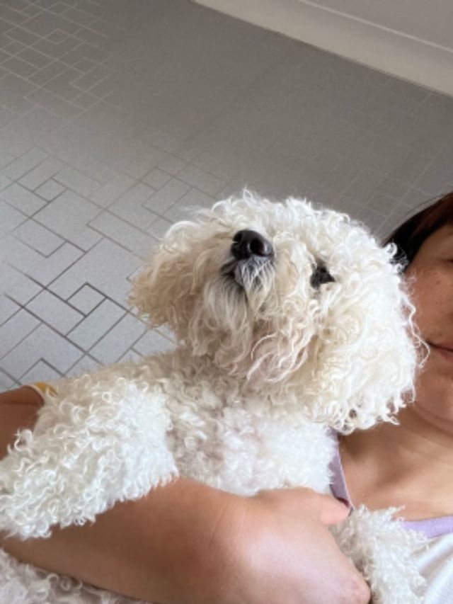 Pet Boarding in North West; Manchest, Manchester city M1 | Manchester ...