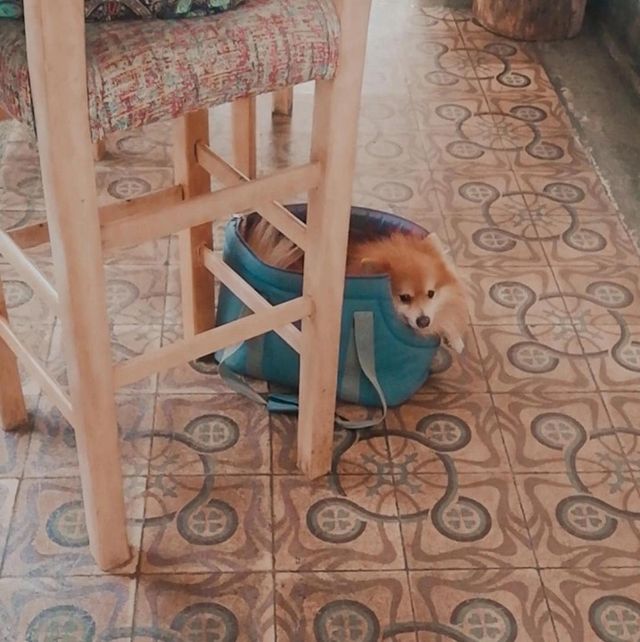 Dog Walking in Maadi, Zamalek, fift, | Dog Walks Maadi🐾🐕 | PetBacker Cairo Governorate