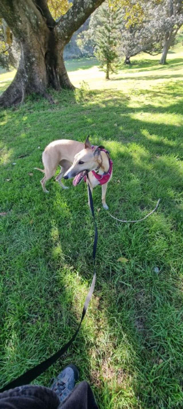 Dog Walking in Barcelona, Barcelona | Paseos Con Alice | PetBacker ...