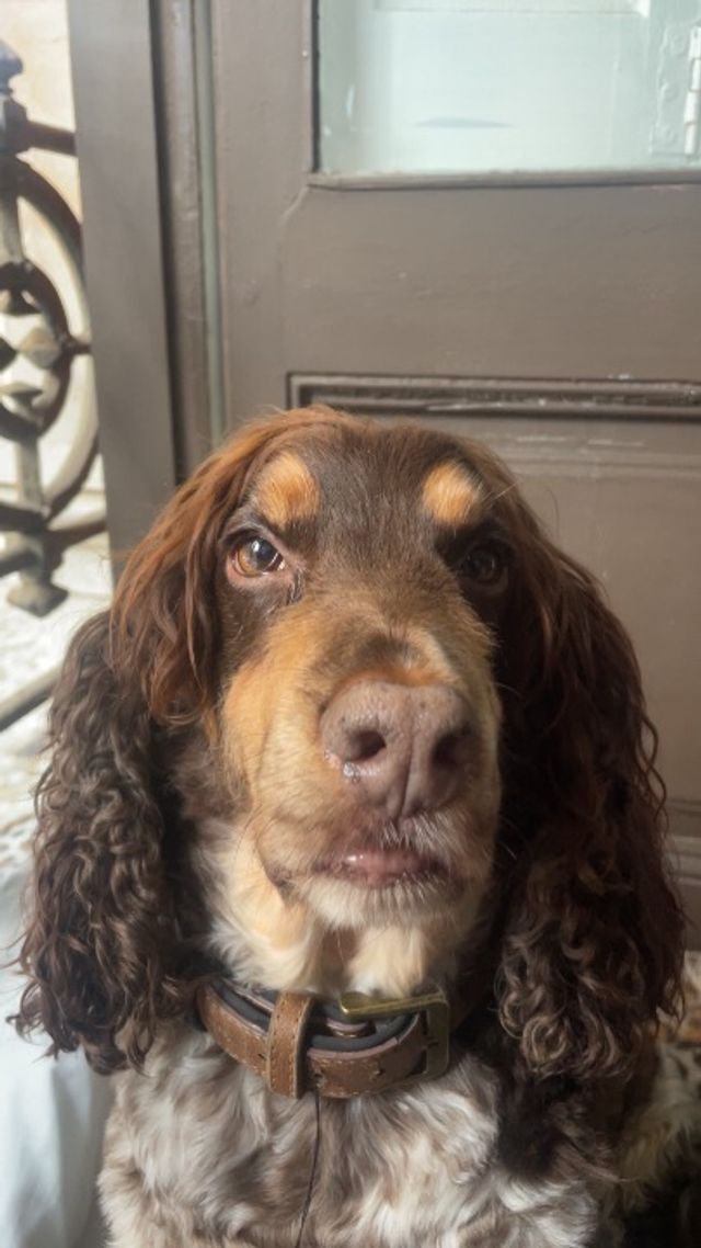 Pet Hotel Home Pet Boarding in The Square, Annacotty | Limerick Dog ...