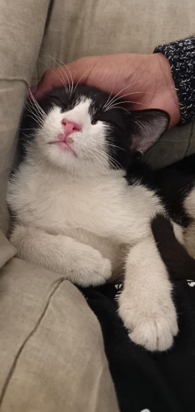 Dog Walking in Better Life Hospital, Dhaka | 𝐃𝐡𝐚𝐤𝐚'𝐬 𝐅𝐮𝐫𝐫𝐲 𝐅𝐫𝐢𝐞𝐧𝐝𝐬 ...