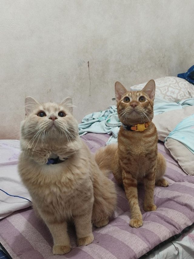 Pet Hotel Home Pet Boarding in Calamba | Movepet Pet Boarding ...