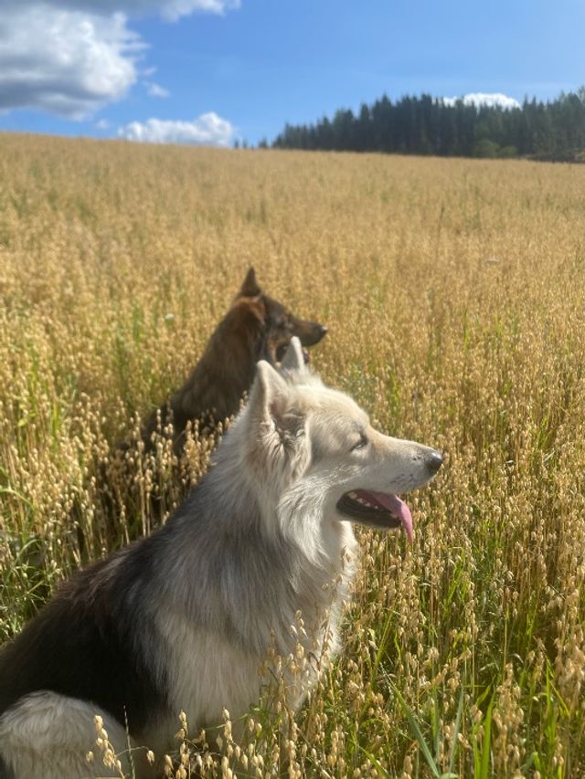 Mascota Alojamiento en casa en Almada, Almada | Manon’s Pet Hotel ...