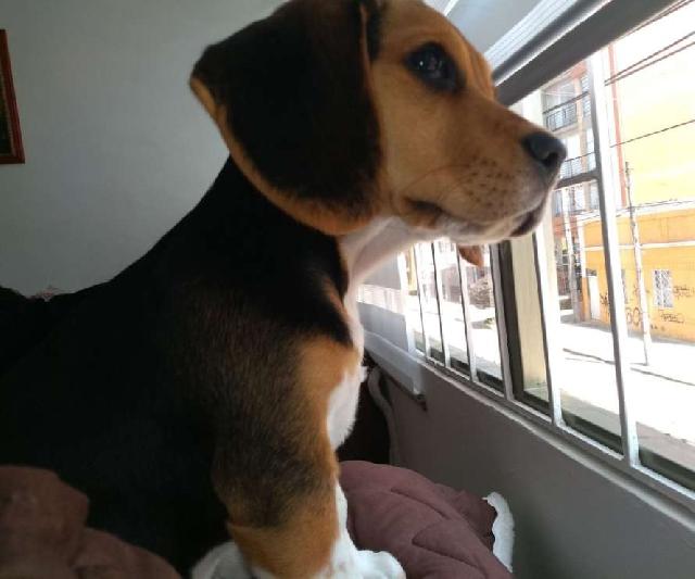 Dog Walking in Suba, Bogotá | Paseos Bogotá | PetBacker Bogota