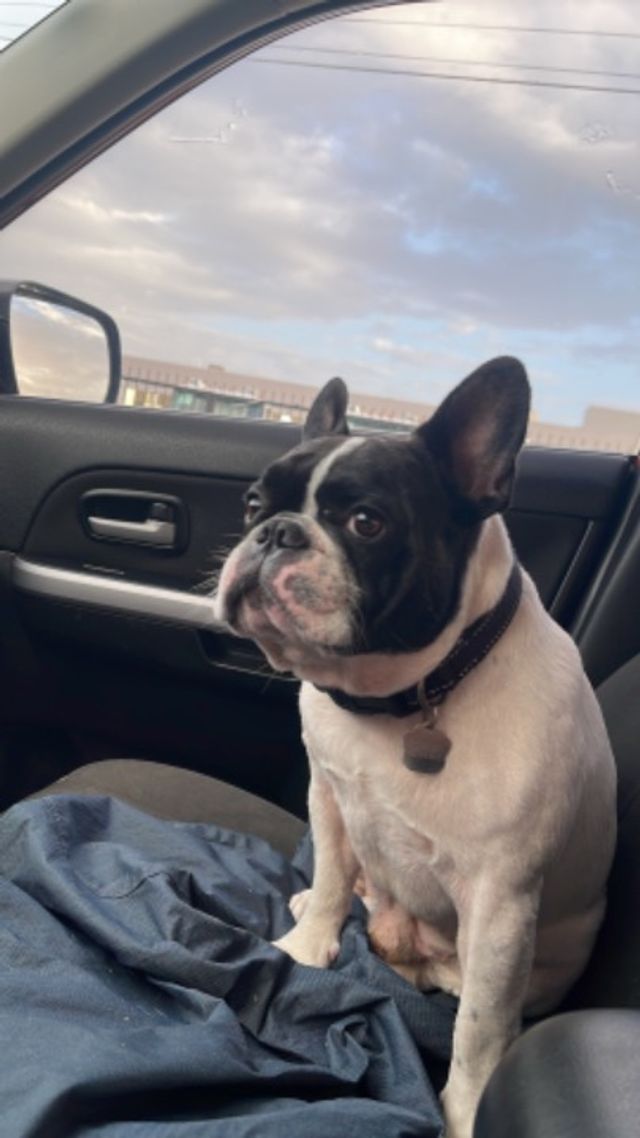 Pet Taxi Transport in Avenida José Núñez d, Santo Domingo | Vetnando ...