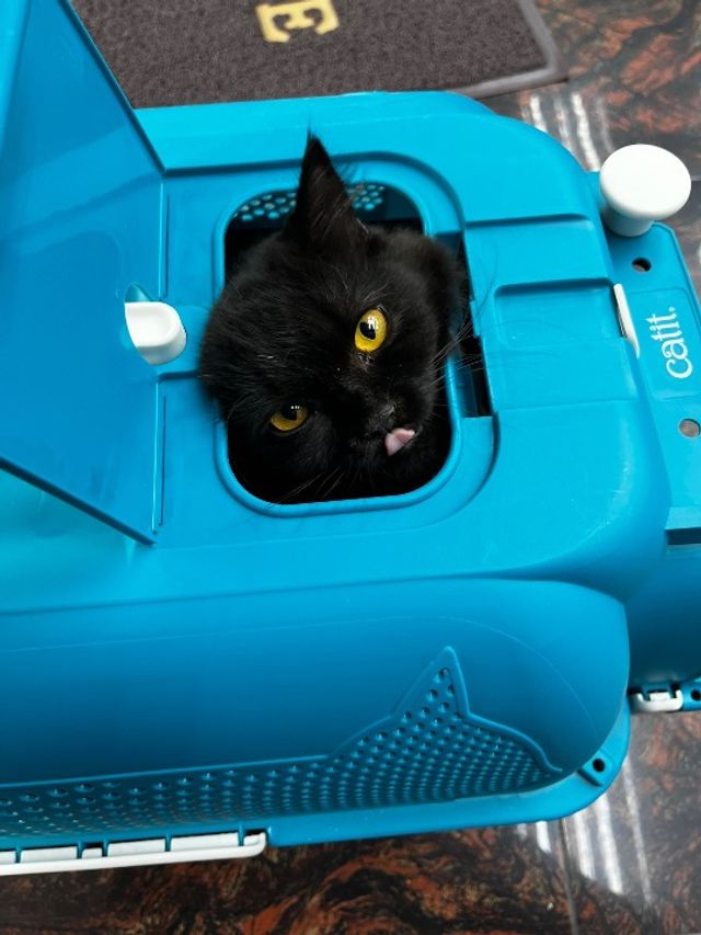 Pet Taxi Transport in Shah Alam, Subang Ja, Kajang | Aliff & Nisa Cat ...