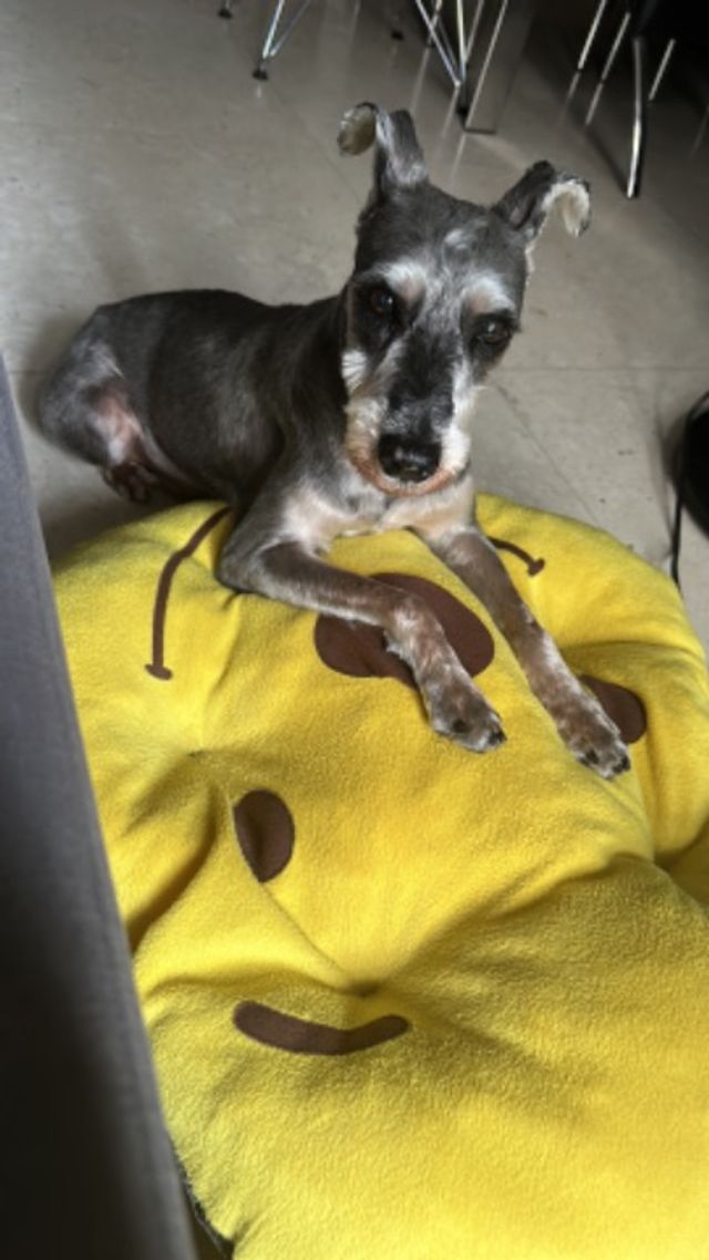 Pet Hotel Home Pet Boarding in River Valley road , Tanglin | Snoopy ...