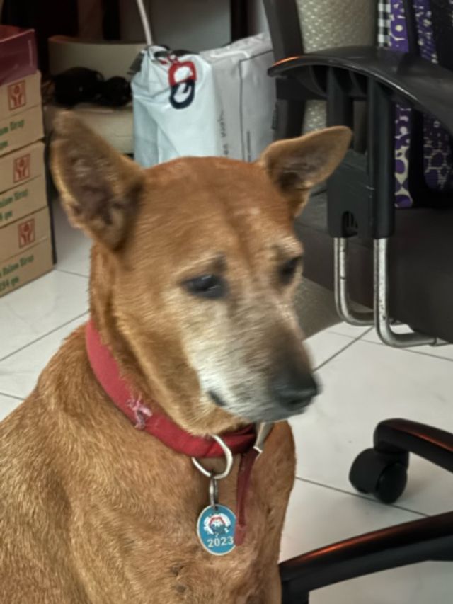 Pet Hotel Home Pet Boarding in Molek area, Johor Bahru | Jb Jennifer ...