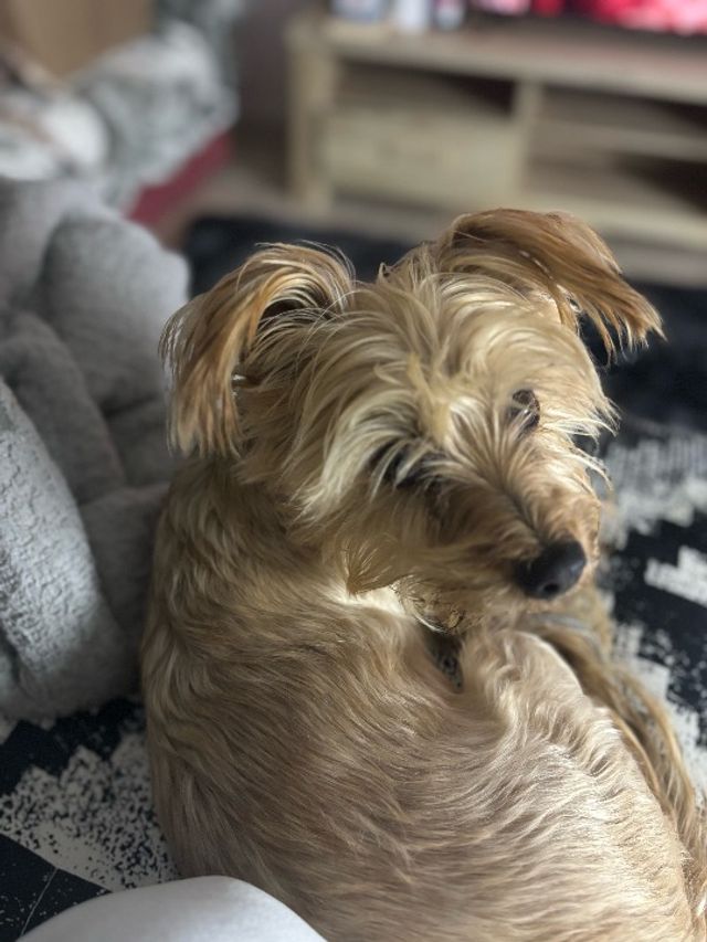 Pet Sitter in Polokwane , Polokwane | The Furry Godparents | PetBacker ...