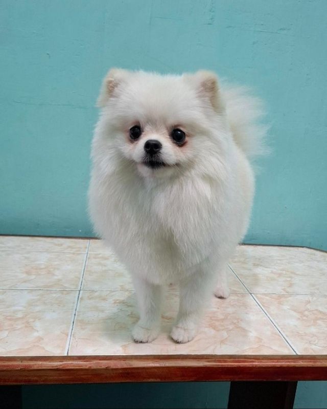 Mascota Peluqueria de mascotas en Escazú, Santa Ana, C, Mora | Chupis ...