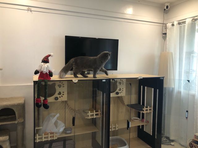 Pet Sitter in Poblacion, Makati Ci, Makati | The Cat Butler By Tabby ...