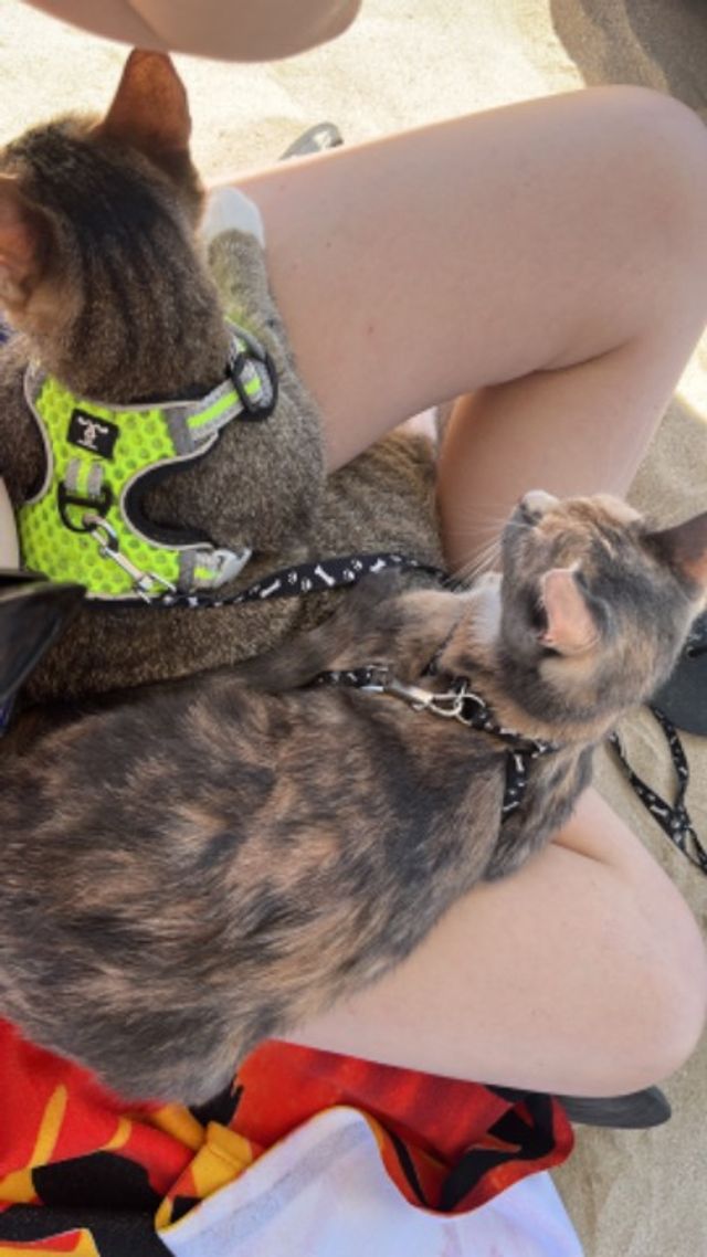 Pet Hotel Home Pet Boarding in Montevideo Uruguay , Montevideo | Step | PetBacker Departamento ...