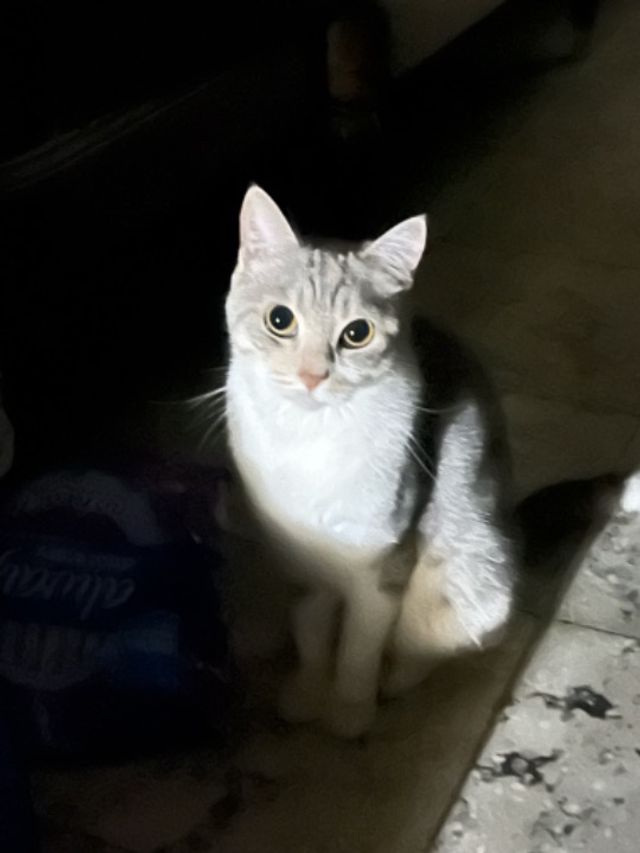 Pet Hotel Home Pet Boarding in Henin Ibn Ishak, Cairo Governorate | Cat Boarding In Cairo ...