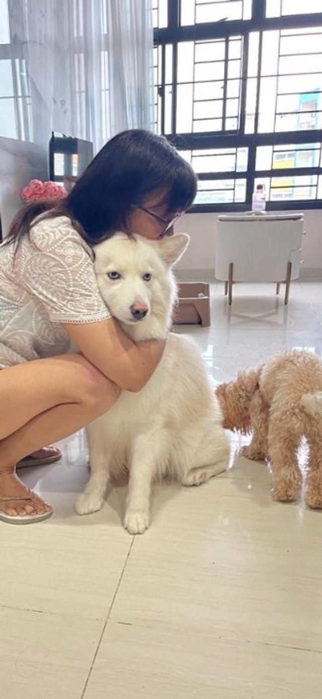 Pet Daycare in Paya Lebar Geylang s, Singapore | Jia Jia Pet Day Care ...