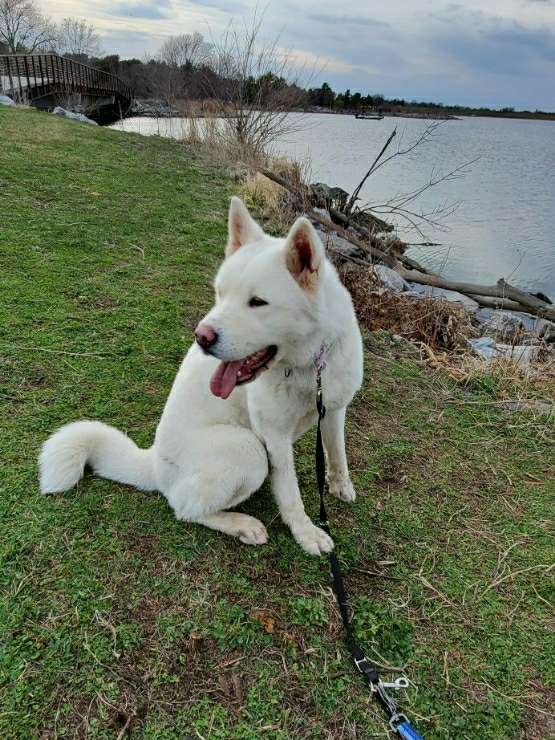 Husky Jindo Mix | ppgbbe.intranet.biologia.ufrj.br