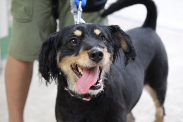 Dog Walking in Wakamatsu Cho, Shinjuku-ku | Shinjuku Dog Walking ...