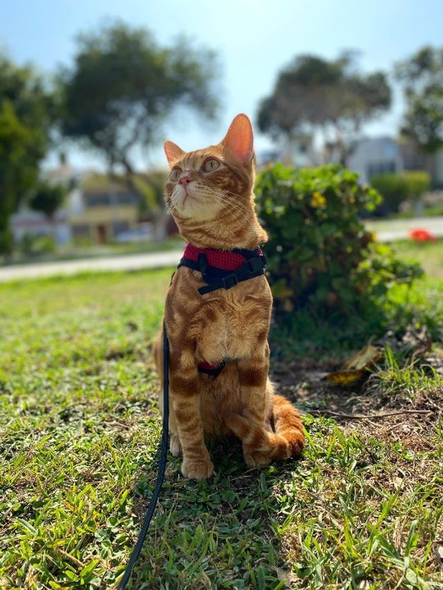 Pet Sitter in Broadbeach, Mermaid,, Rasmussen | Service Of Cat And Dog ...
