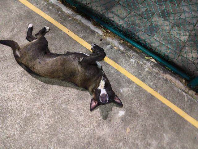Dog Walking in Pallikaranai , Chennai | Pawzlove | PetBacker Tamil Nadu