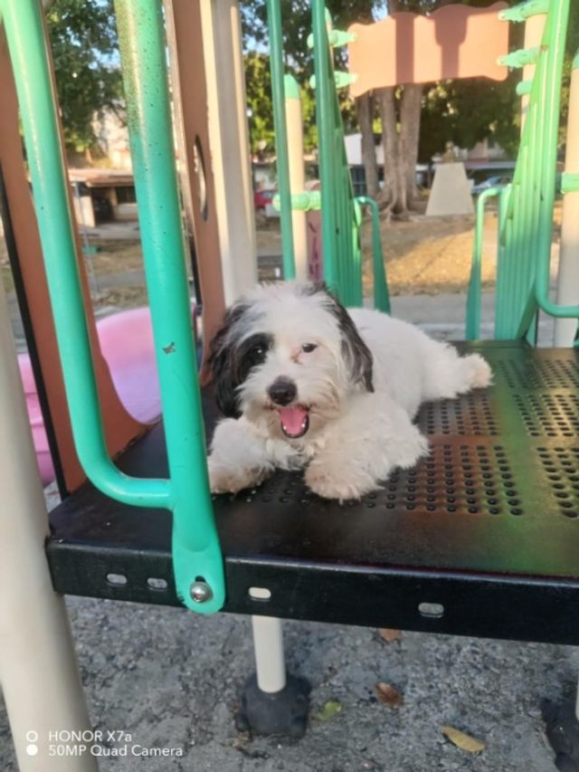 Dog Walking in Altos de Betania, Panamá | Pmadog | PetBacker Provincia ...