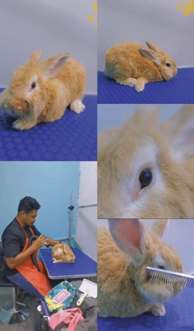 Pet Grooming in Rimal 1, Dubai | Nail Clippings | PetBacker Dubai