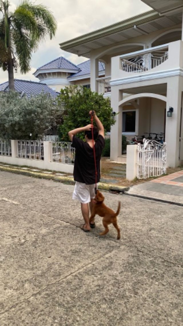 Dog Walking in Cebu City, Mandaue C, Cebu City | Isla Pet Boarding Dog ...