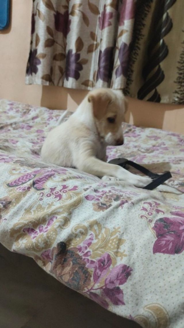 Pet Hotel Home Pet Boarding in Wagodiya Road, Vadodara | Trofu Dog ...