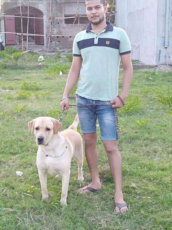 Pet Hotel Home Pet Boarding in pari chowk, Gurugram | Nikhil Pet ...