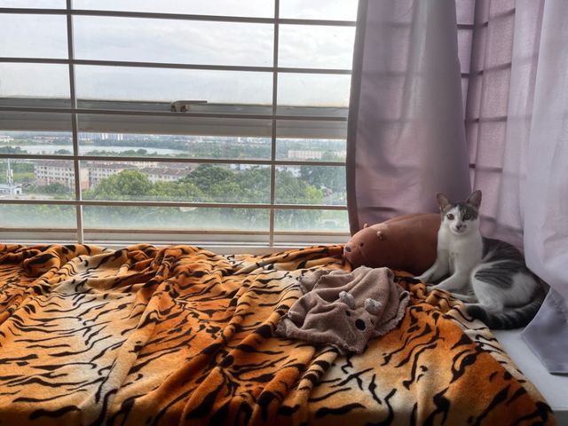 Pet Daycare in Puchong, Putra Heigh, Puchong | Le Purr Daycare ...