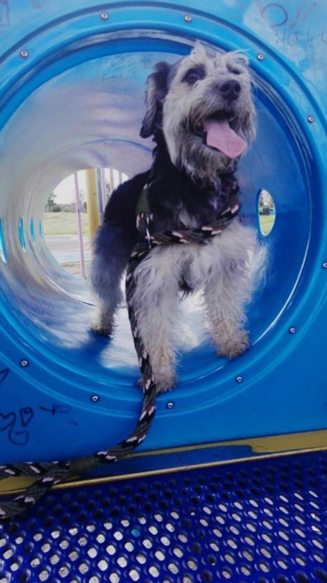 Dog Walking in Soacha, Sur de Bogot, Soacha | Paseos Individuales Para ...