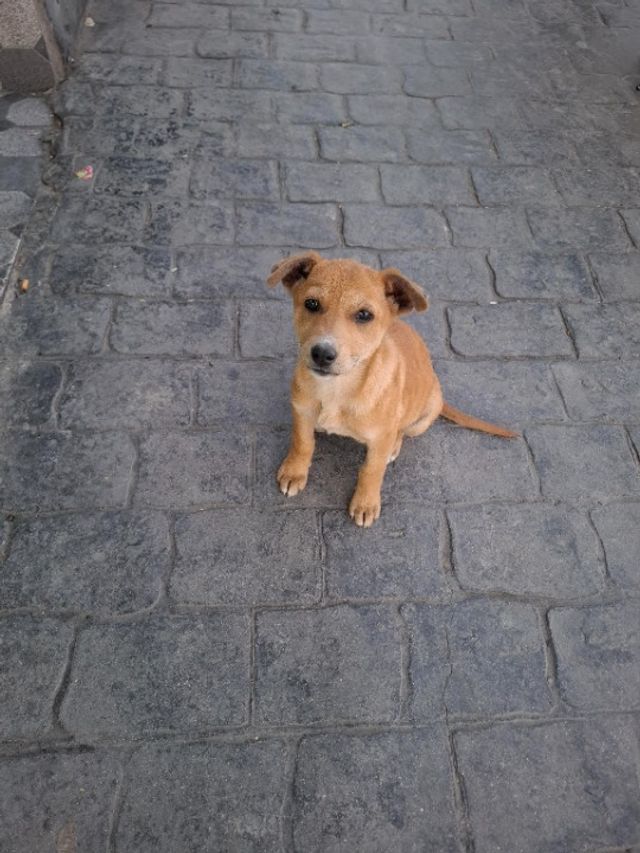 Servicios de paseo de perros en Barcelona, Barcelona | Lily's Pet Care ...