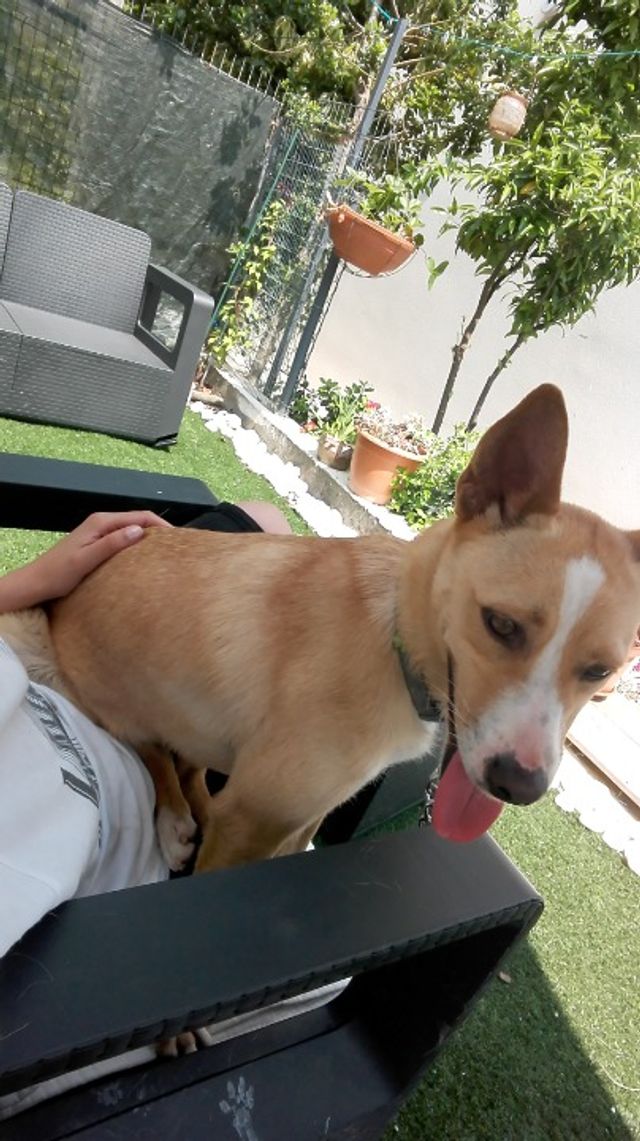 Pet Sitter in Vilamoura Quarteira , Quarteira | Dra. Maria Pet Sitting ...