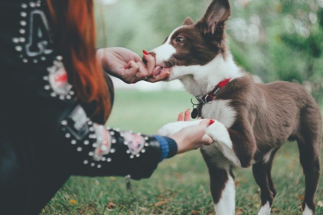 Dog Walking in Malmö Hyllie, Malmö, Malmö | Malmö Victoria Dog Walking ...
