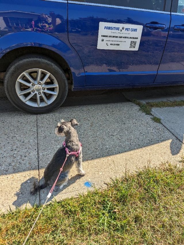 Pet Taxi Transport in Edmonton West Edmont, Edmonton | Paws Taxi ...