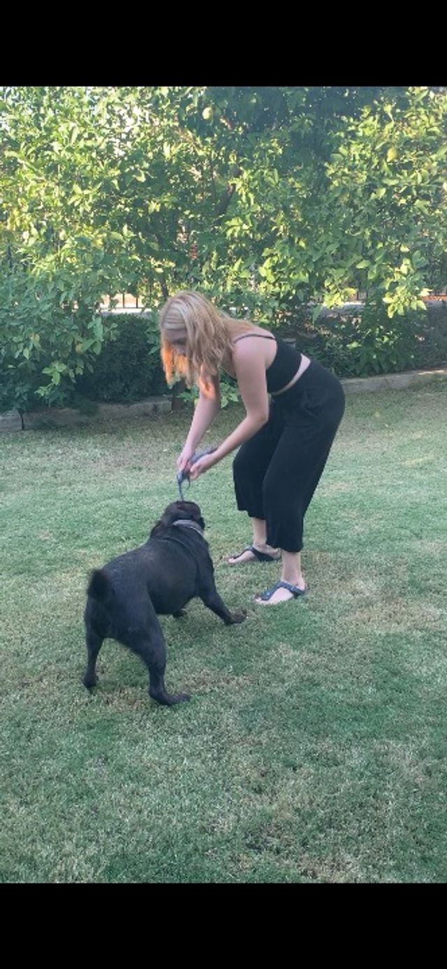 Pet Sitter in Piazza Leonardo, Milano | Milan Petsitter Alisa ...