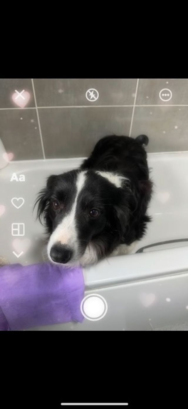 Pet Grooming in I hope to be near Mi, Manchester city M1 | Manchester ...