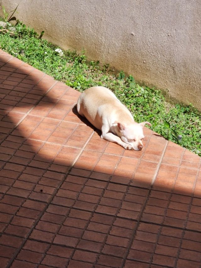 Mascota Alojamiento en casa en Area metro, Guaynabo | Bigote's Dog ...